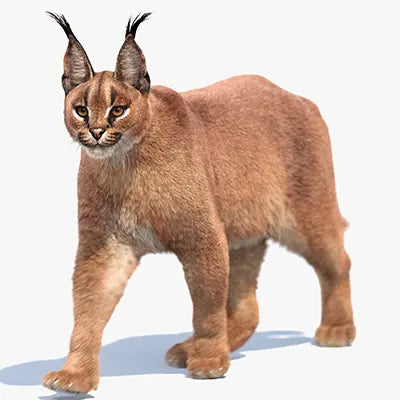 Caracal 3D Models – Rigged, Animated, Game-Ready | PROmax3D