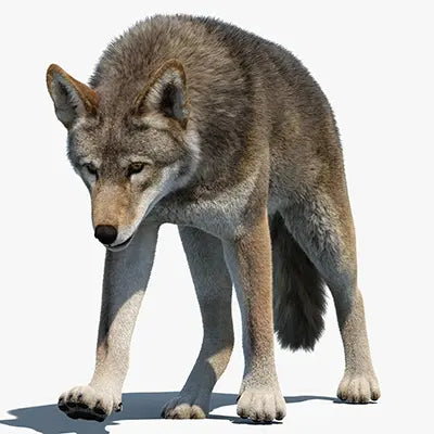 Wolf 3D Models – Rigged, Animated, and Realistic | PROmax3D