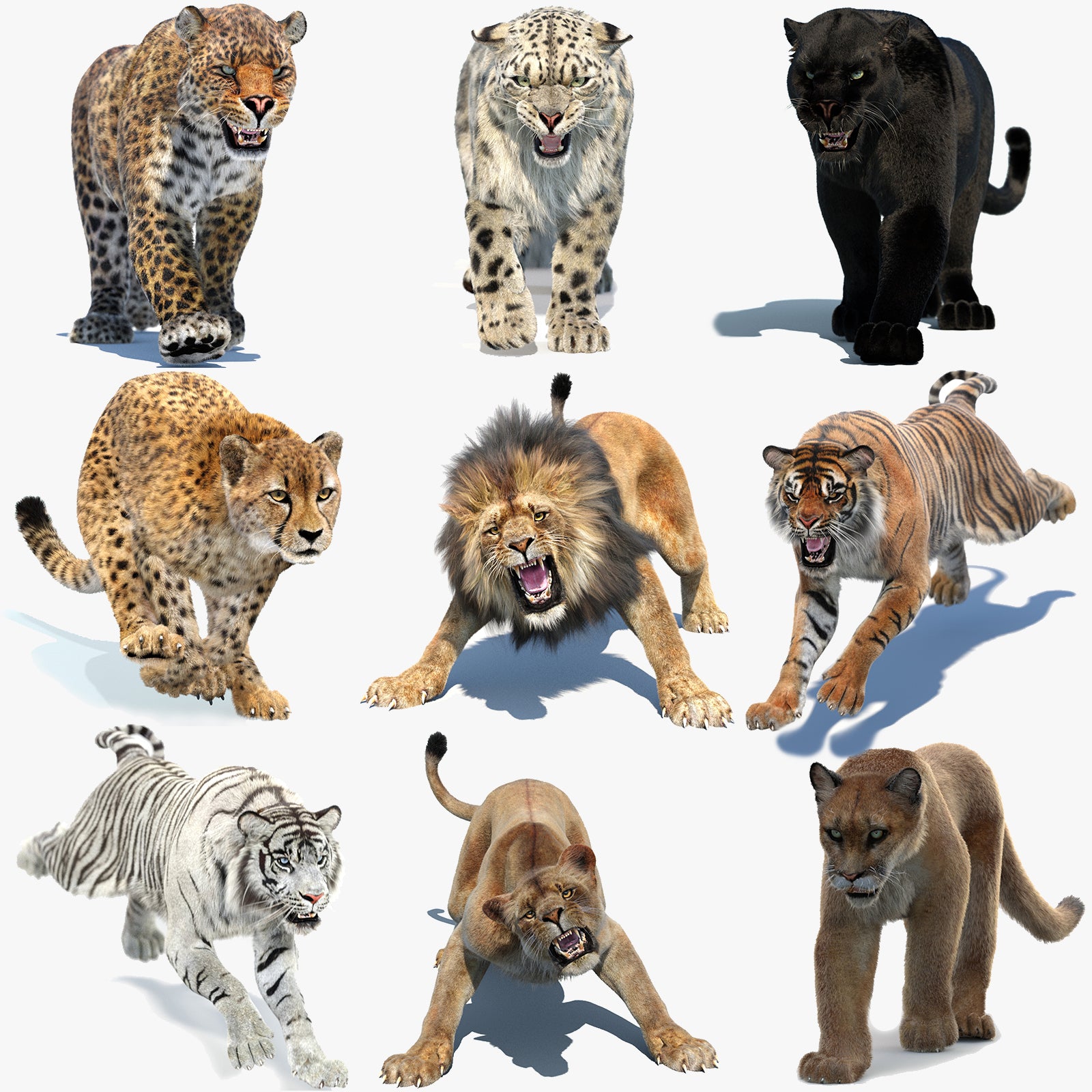 Big Cats Ultimate 3D Models Bundle (Animated with Fur) | PROmax3D