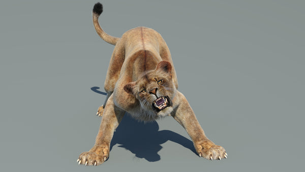 Animated Lioness 3D Model with Fur | PROmax3D