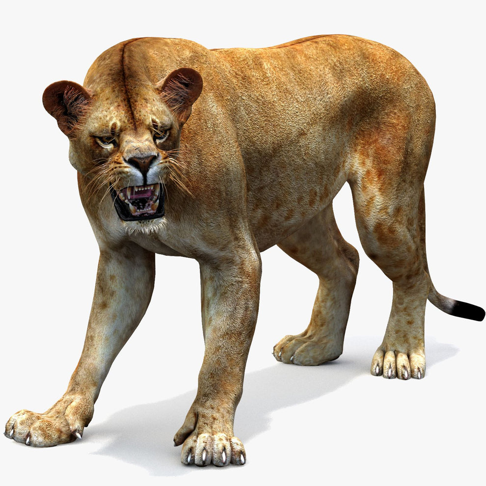 Realistic Lioness 3D Model Rigged | PROmax3D